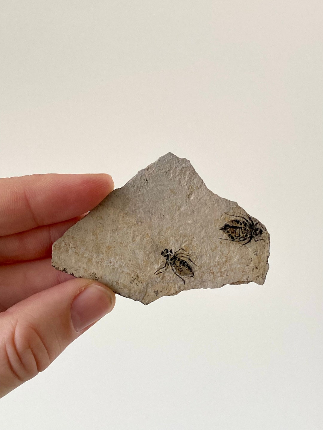 Fossilized Dragonfly Larvae Insect libellula Doris - Etsy