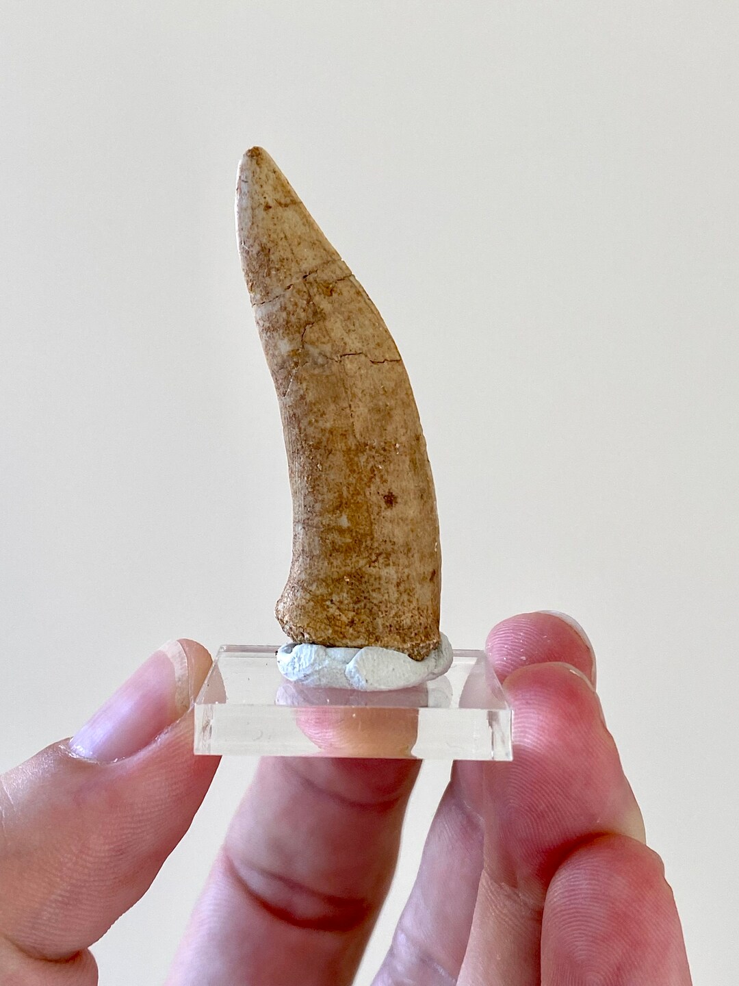 Enchodus Libycus Fossil Fish Tooth (5.3cm) - Etsy