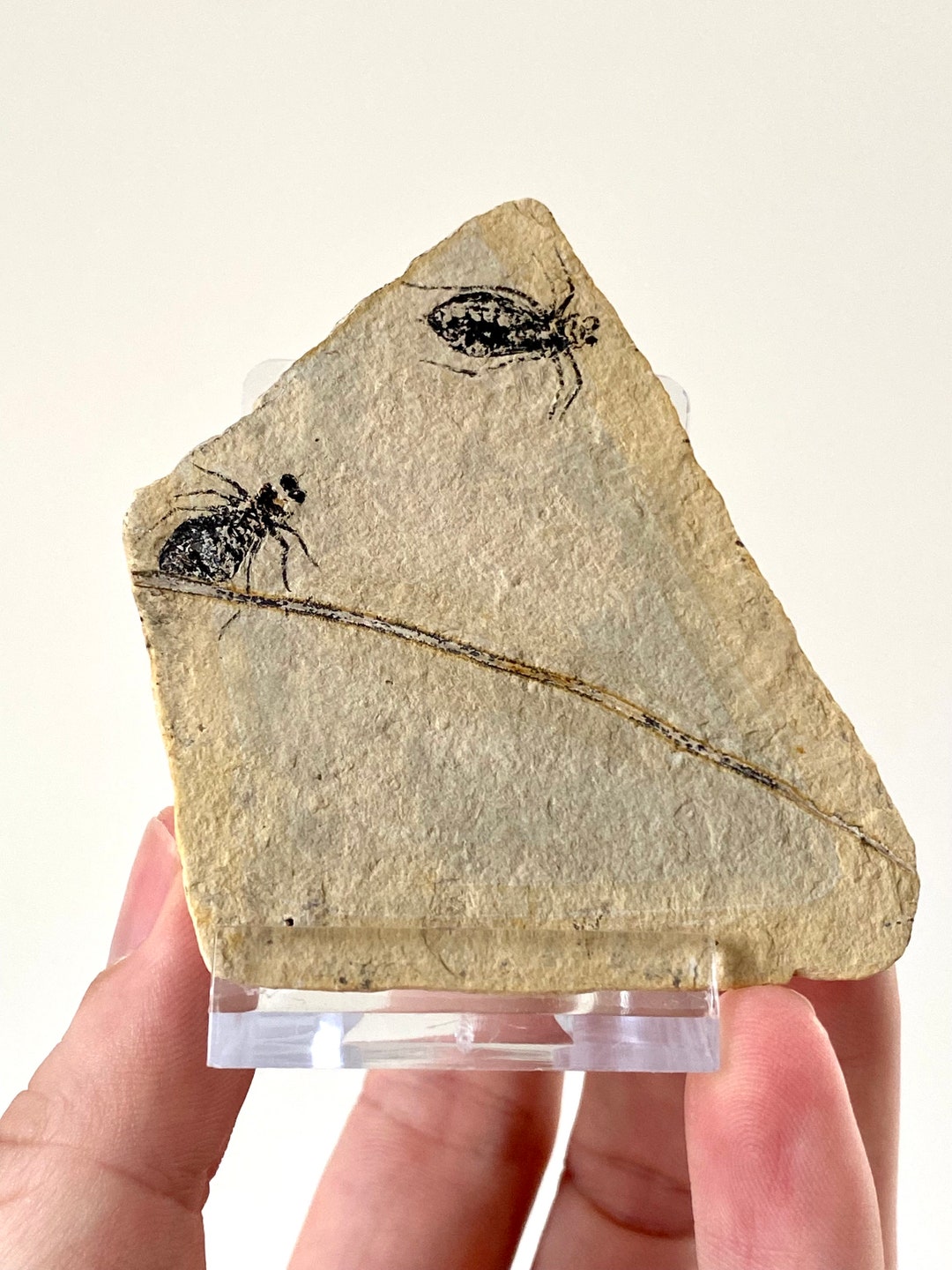 Fossilized Dragonfly Larvae Insect (libellula Doris) - Etsy