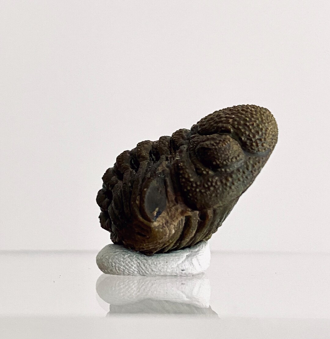Morocops Trilobite Fossil Rolled Up, Devonian Period (1.13") - Etsy