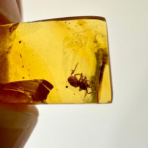 Burmese Amber Fossil With Spider Insect, Burmite Amber Inclusion - Etsy