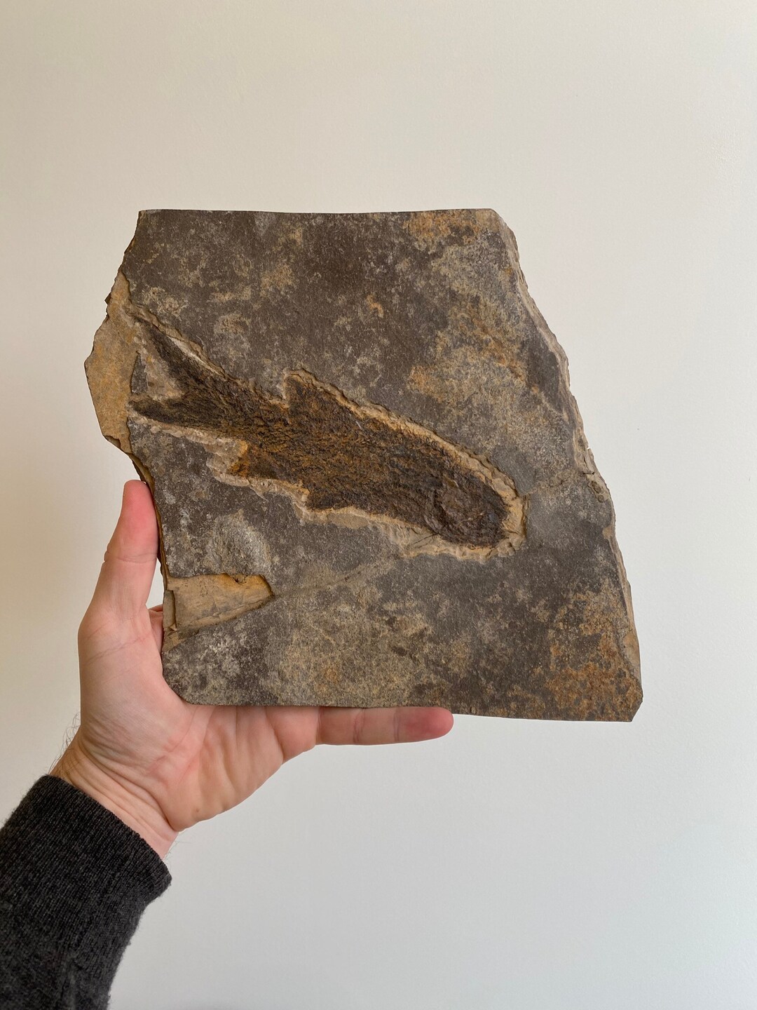 Paramblypterus Gelberti Fish Fossil - Etsy
