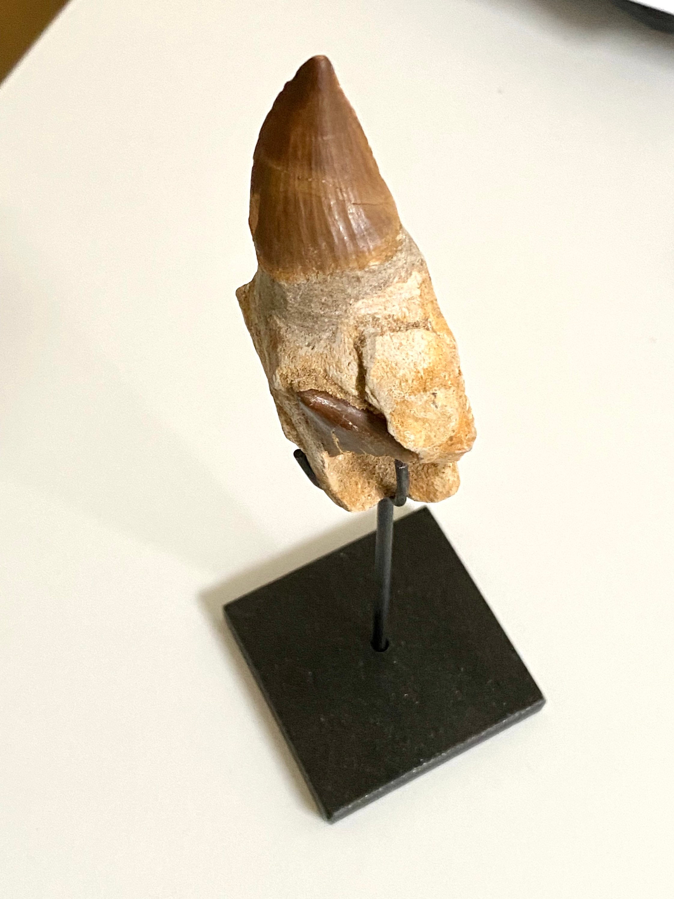 Mosasaurus Fossil Tooth With Custom Steel Stand - Etsy