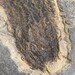 Paramblypterus Gelberti Fish Fossil - Etsy