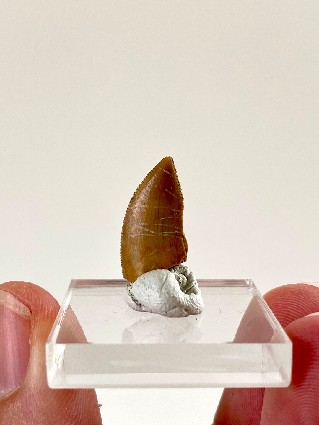 0.73" Majungasaurus Tooth, Rare Theropod Dinosaur Tooth Fossil on ...