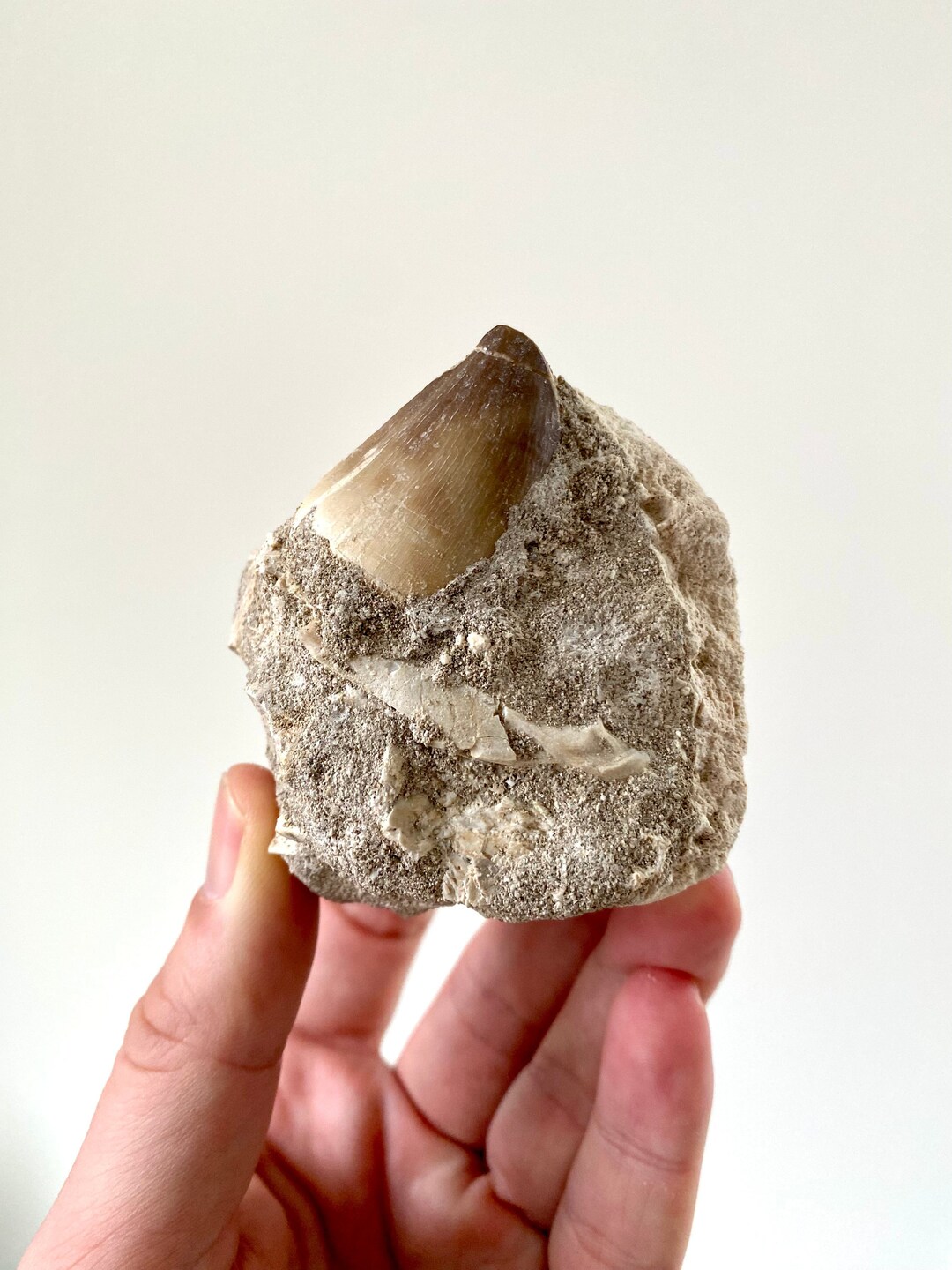 Mosasaurus Fossil Tooth on Matrix - Etsy