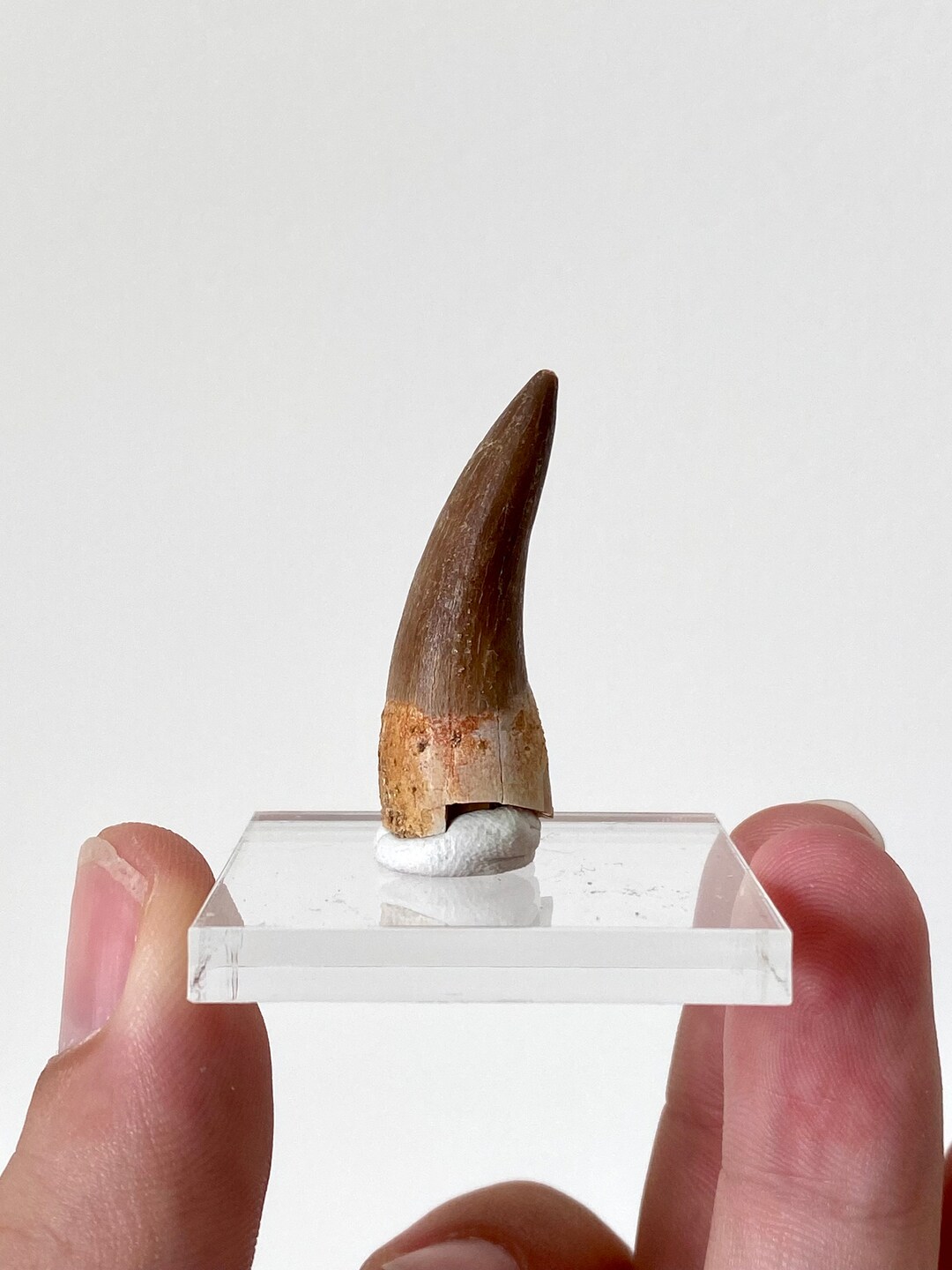 Plesiosaurus Fossil Tooth (3.6cm) - Etsy