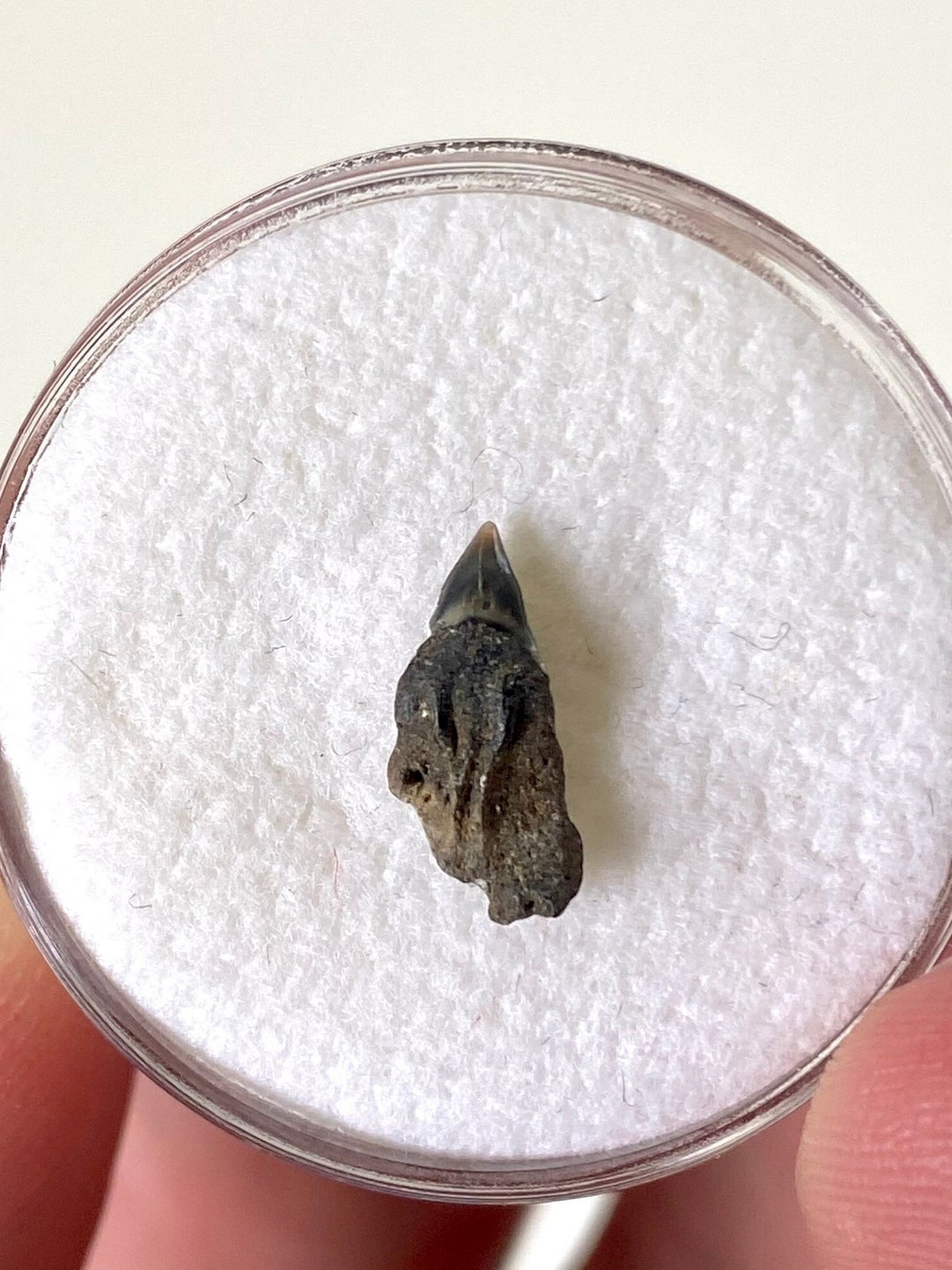 Very Rare Upper Somniosus Microcephalus greenland Shark Tooth Fossil ...