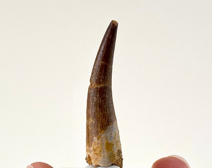Plesiosaurus (zarafasaurus) Fossil Tooth - Etsy