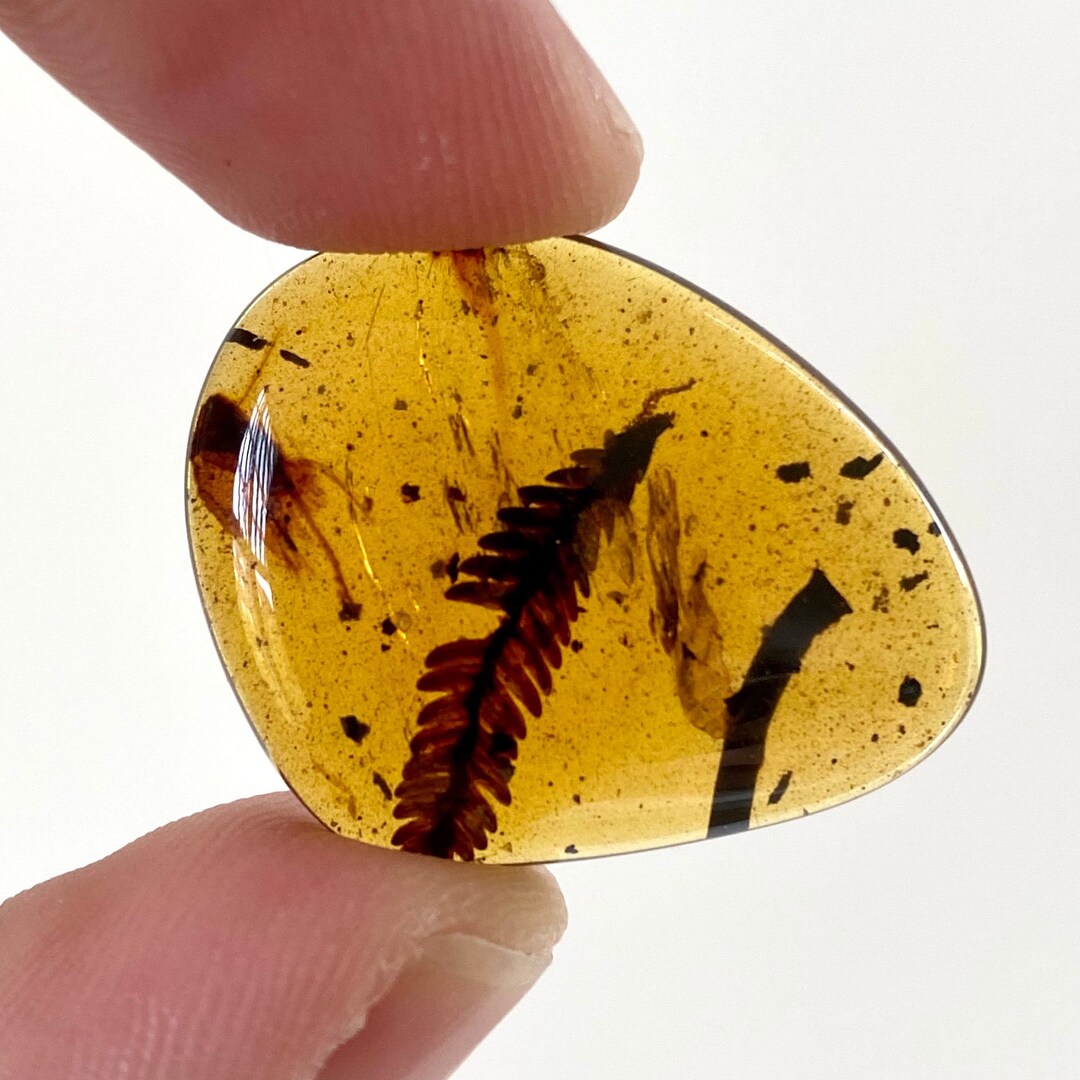 Burmese Amber With Plant Leaf Inclusion, Fossil Resin - Etsy