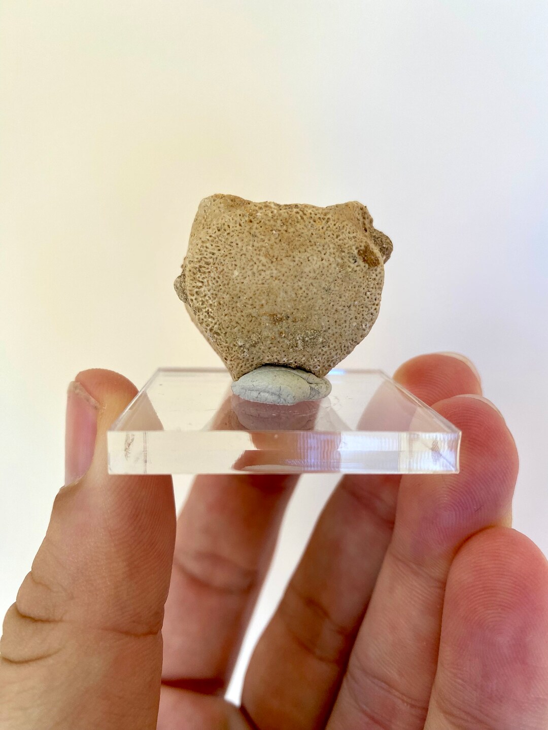 Mosasaur Species Fossil "tail" Vertebrae - Etsy