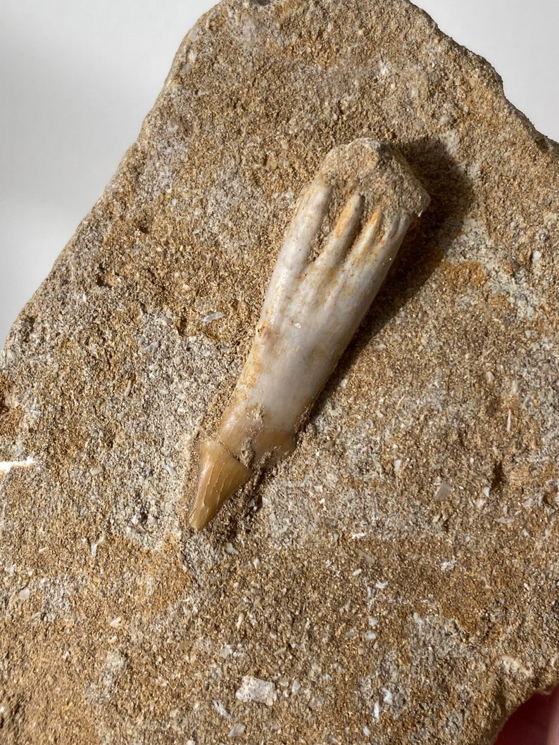 Fossil Sawfish Tooth on Matrix onchosaurus - Etsy