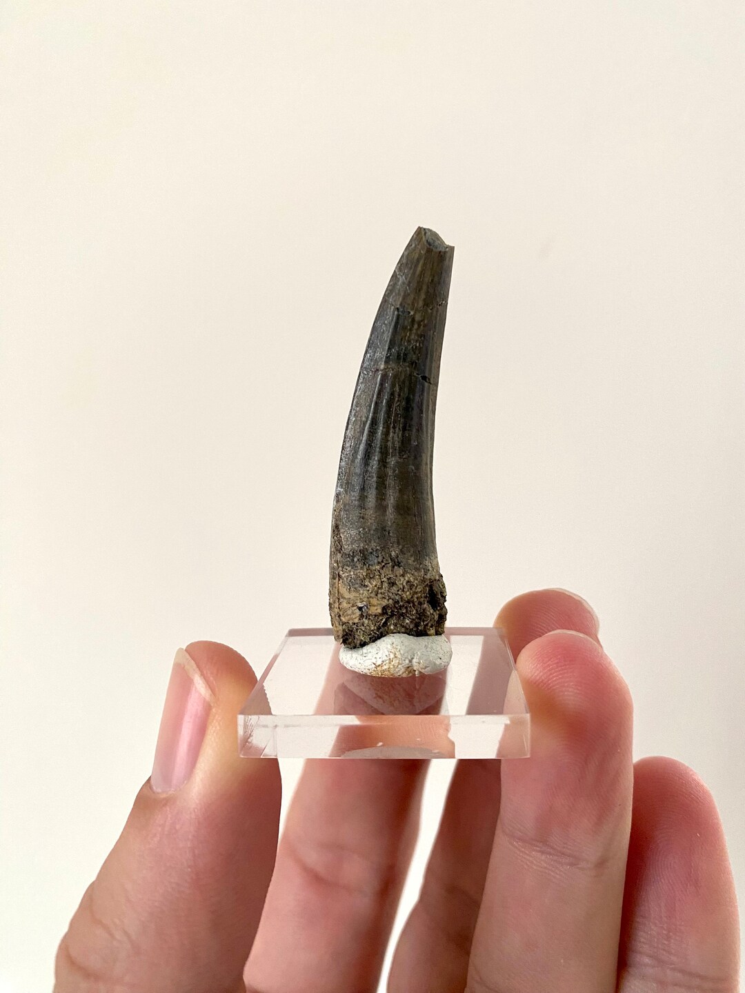 Rare Fossil Suchomimus Tooth (5.1cm) From Niger - Etsy