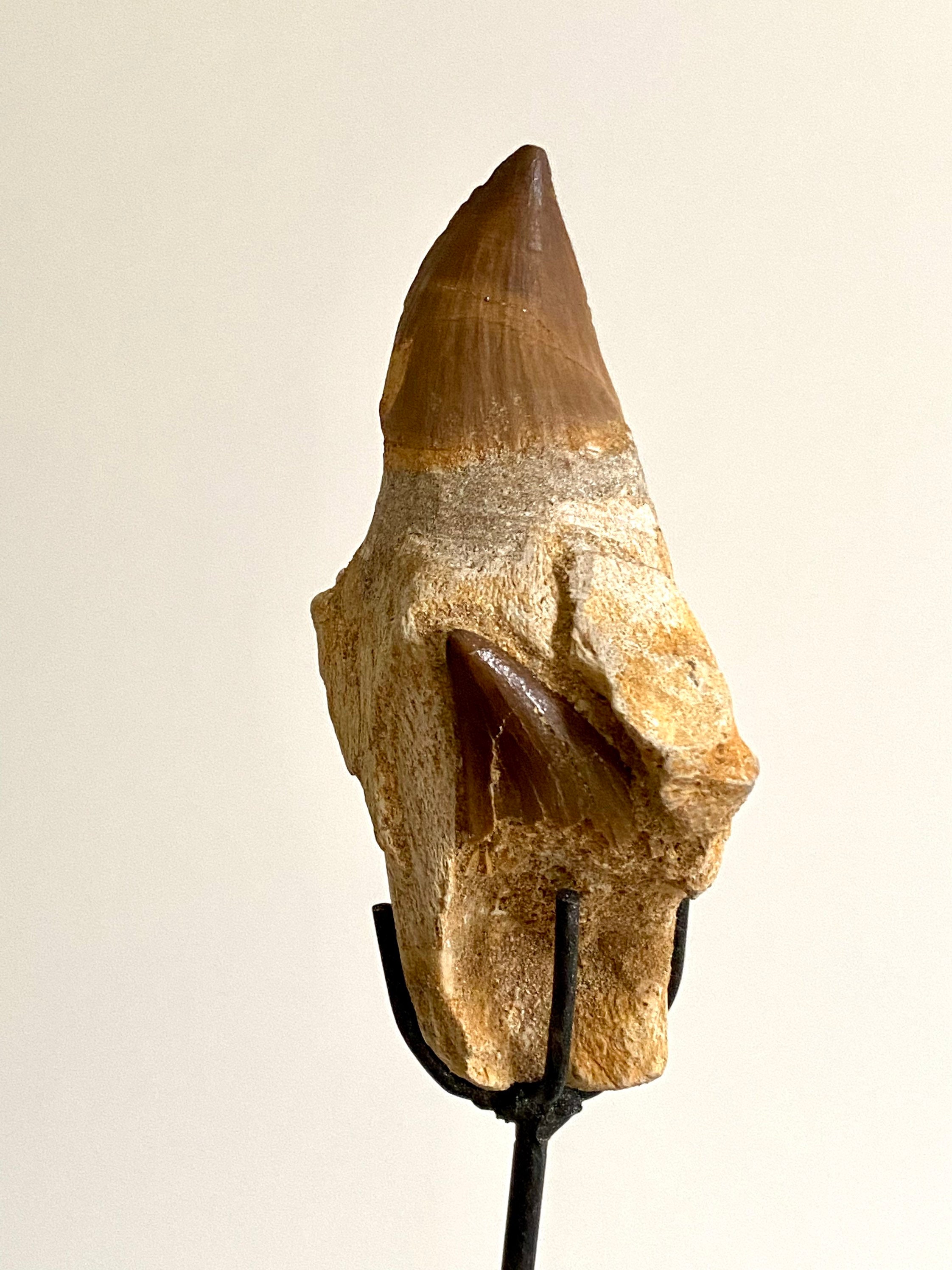 Mosasaurus Fossil Tooth With Custom Steel Stand - Etsy