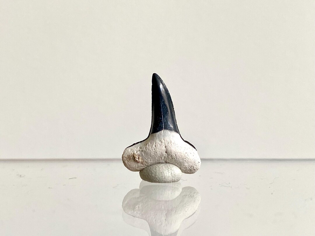 0.80" Bone Valley Lemon Shark Fossil - Etsy