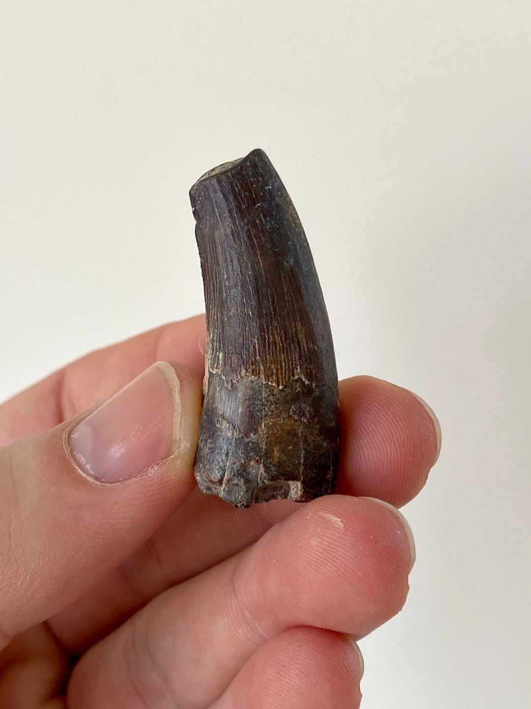 Rare Fossil Suchomimus Tooth (4.2cm) From Niger - Etsy