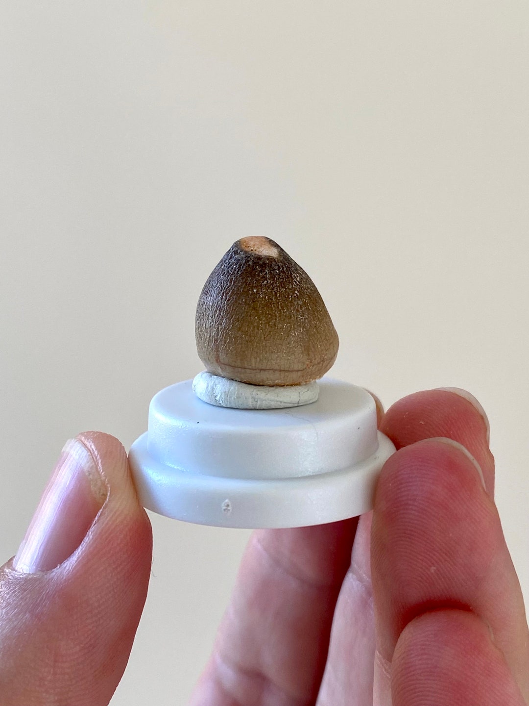 Globidens (mosasaur) Fossil Tooth in Small Acrylic Bell Jar ...