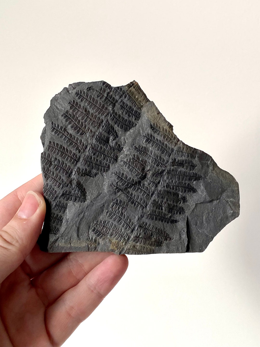 Pecopteris Plant Fossil Matrix, Fossil Fern - Etsy