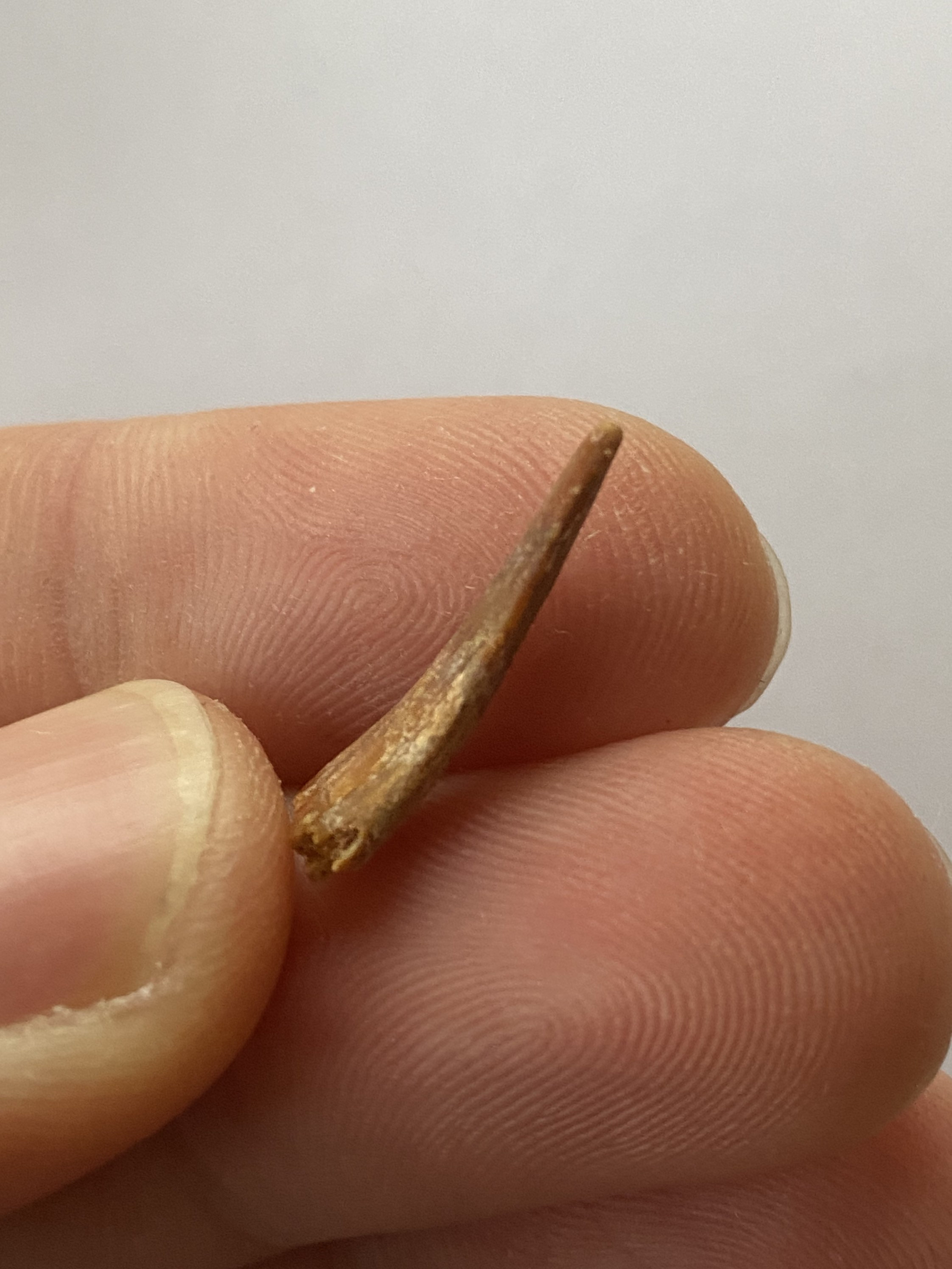 Pterosaur Fossil Tooth siroccopteryx. - Etsy