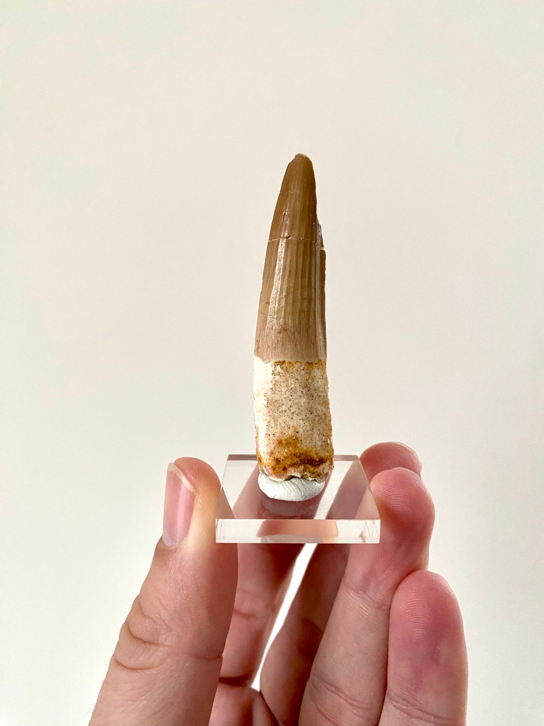 Big Spinosaurus Fossil Tooth (6.3cm), Genuine Dino Fossil - Etsy