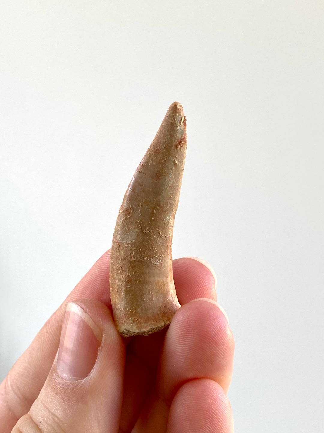 Enchodus Libycus Fossil Fish Tooth - Etsy