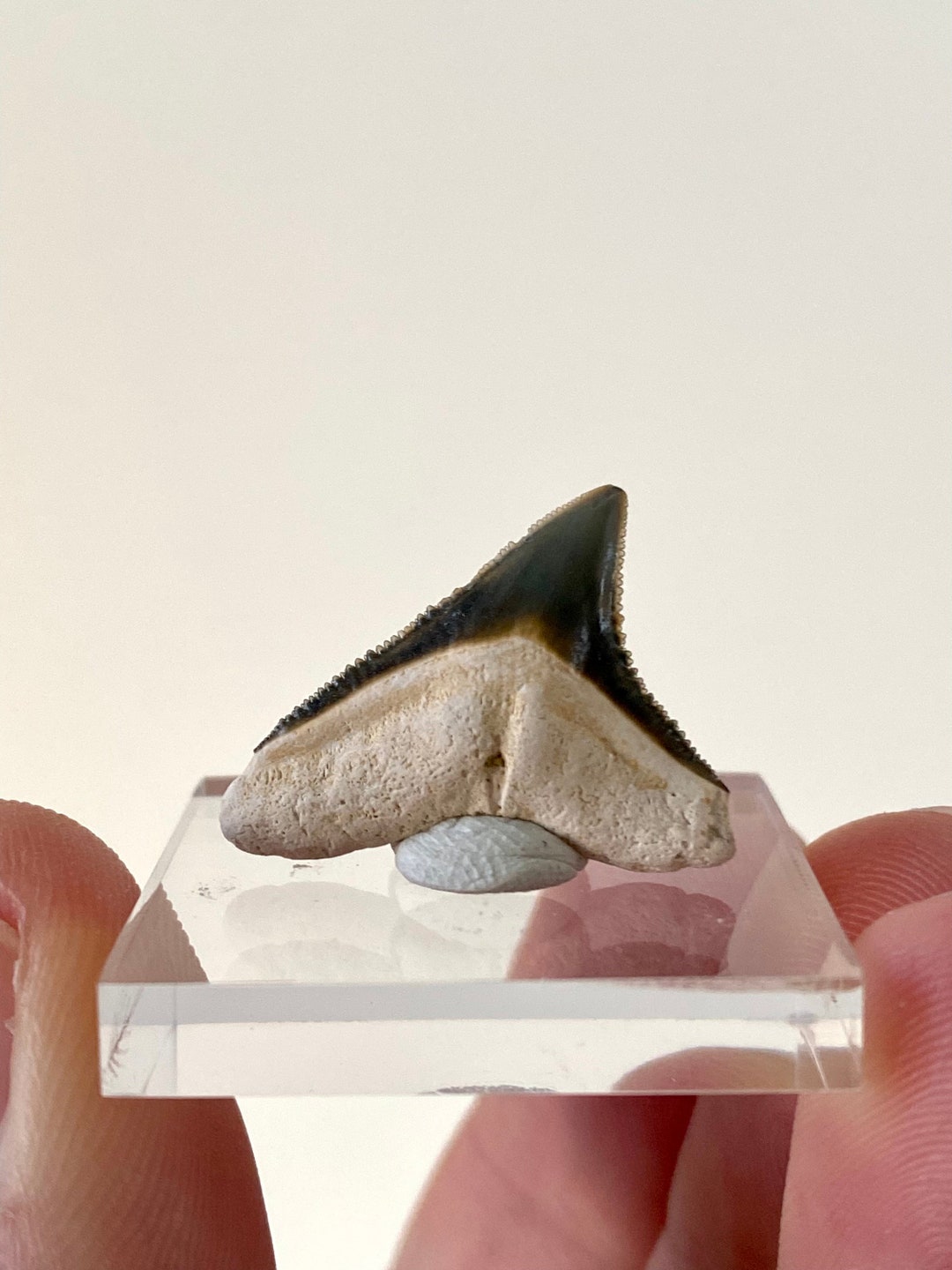 Bone Valley Bull Shark Tooth Fossil - Etsy