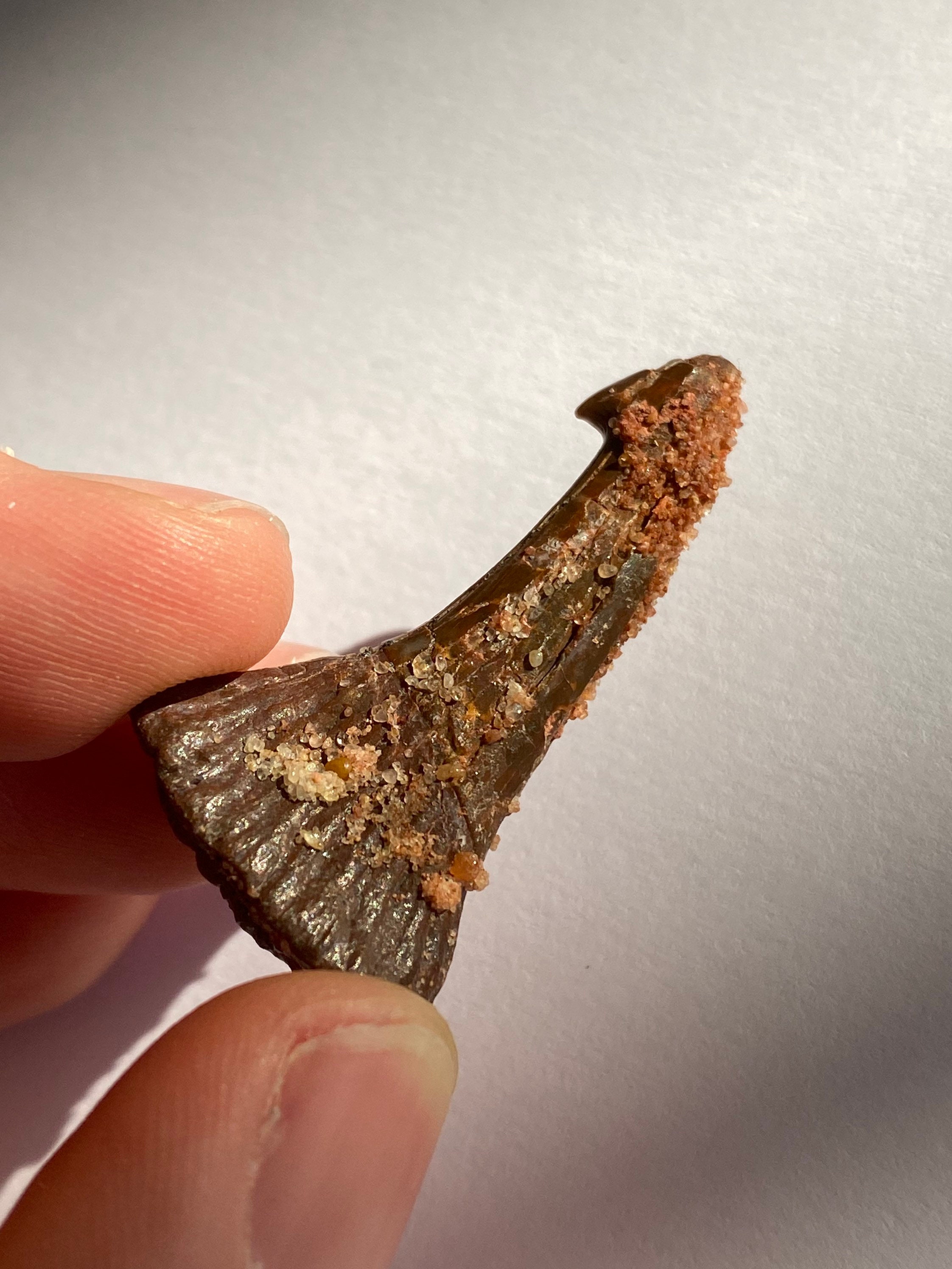 Fossil Sawfish Tooth onchopristus Numides Real Fossil - Etsy