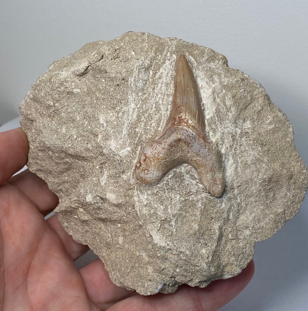 Otodus Obliquus Shark Fossil On Matrix Real Fossil Etsy