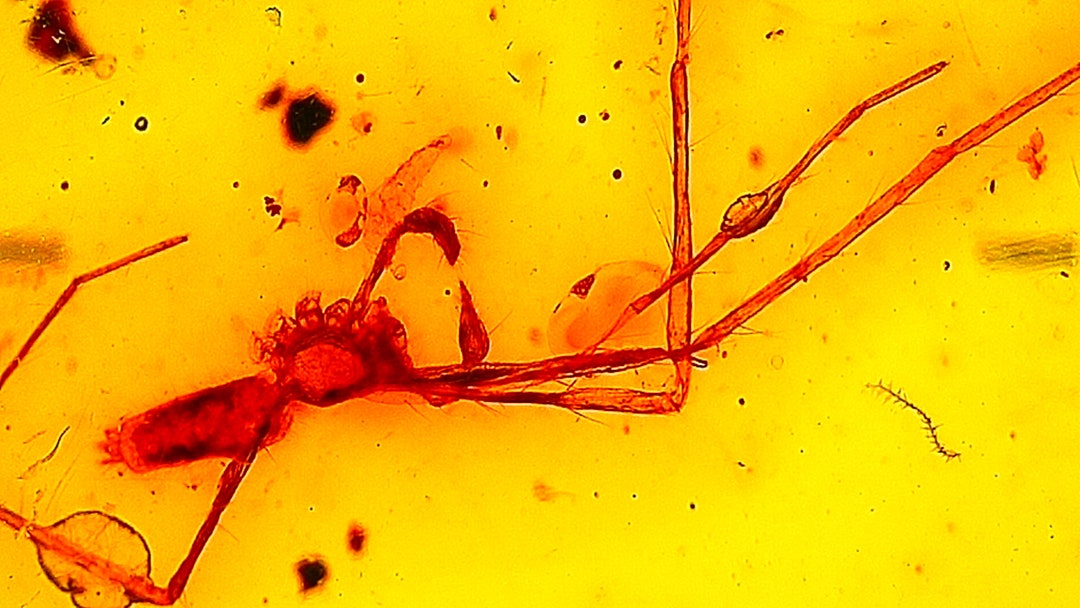 Large Dominican Amber Fossil Piece With Spider and Many More Insects ...