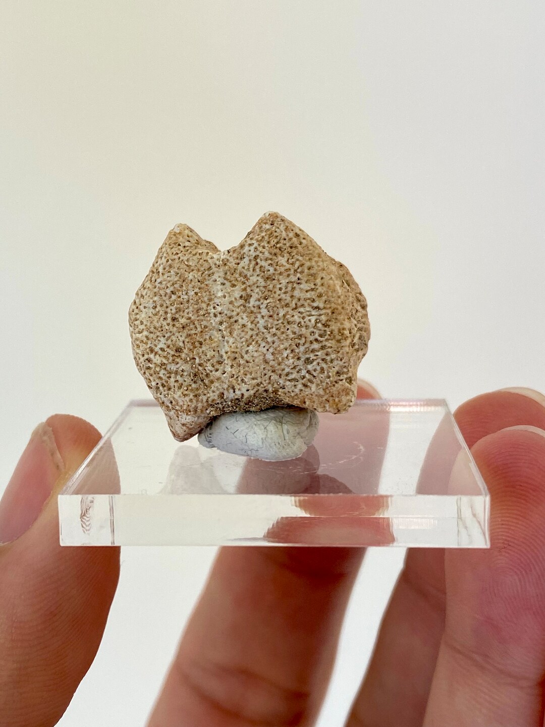 Small Fossil Mosasaur Species "tail" Vertebrae - Etsy