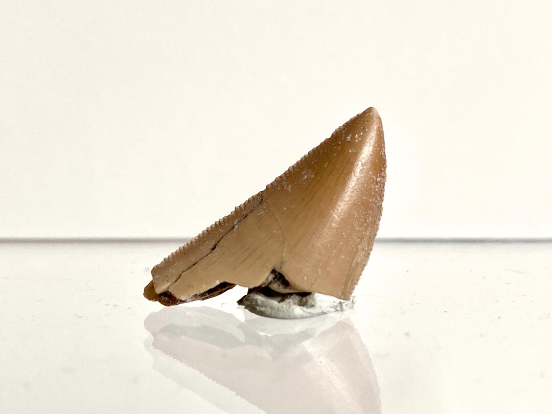 1.11" Large Majungasaurus Tooth Fragment, Rare Theropod Dinosaur Fossil ...