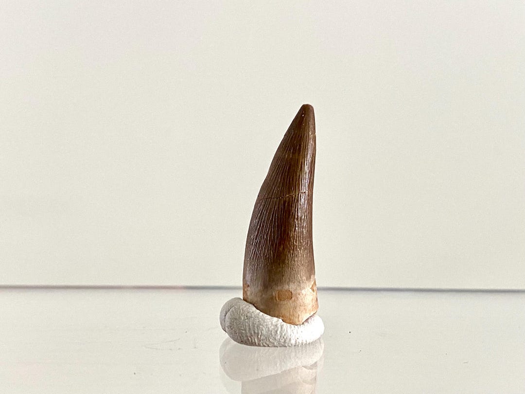 Zarafasaurus Fossil Tooth (1.25") – Plesiosaur Species, Cretaceous ...
