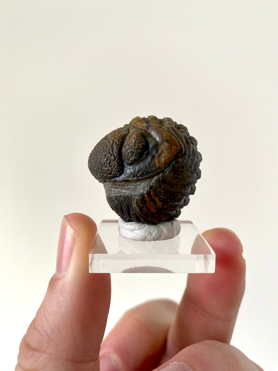 Morocops Fossil Trilobite Rolled Up, Devonian Age - Etsy