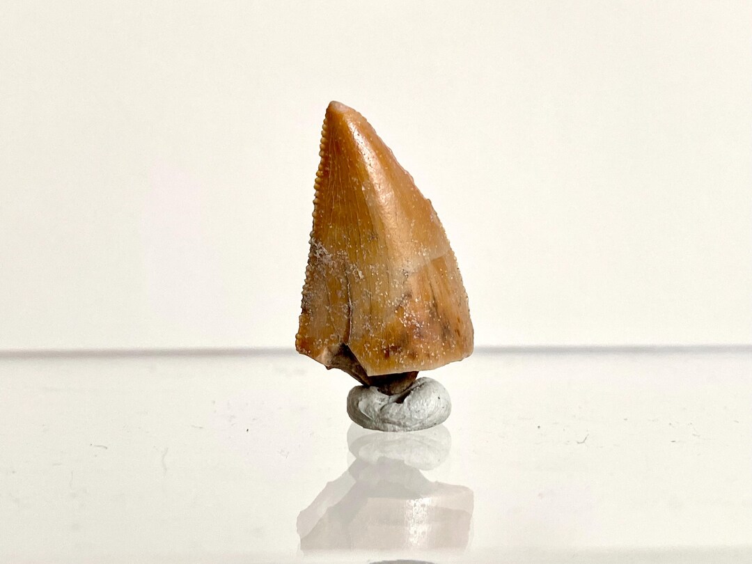0.97" Large Majungasaurus Tooth, Rare Theropod Dinosaur Fossil Tooth - Etsy
