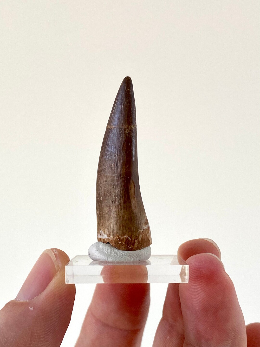 Plesiosaurus zarafasaurus Fossil Tooth - Etsy