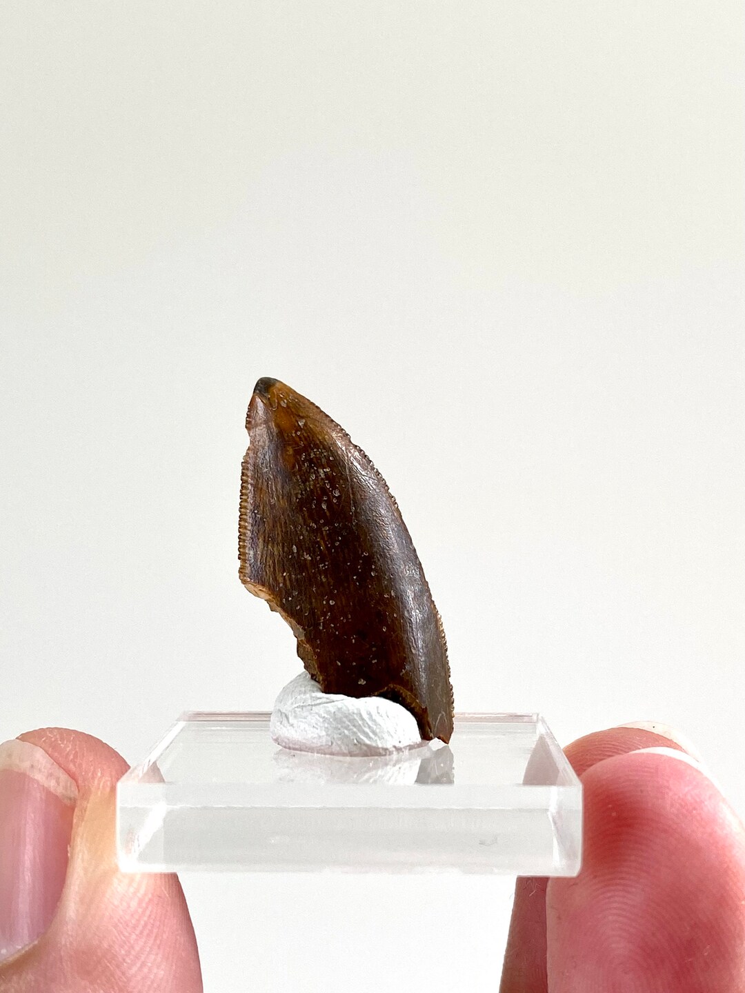 1.16" Large Majungasaurus Tooth, Rare Theropod Dinosaur Tooth Fossil on ...