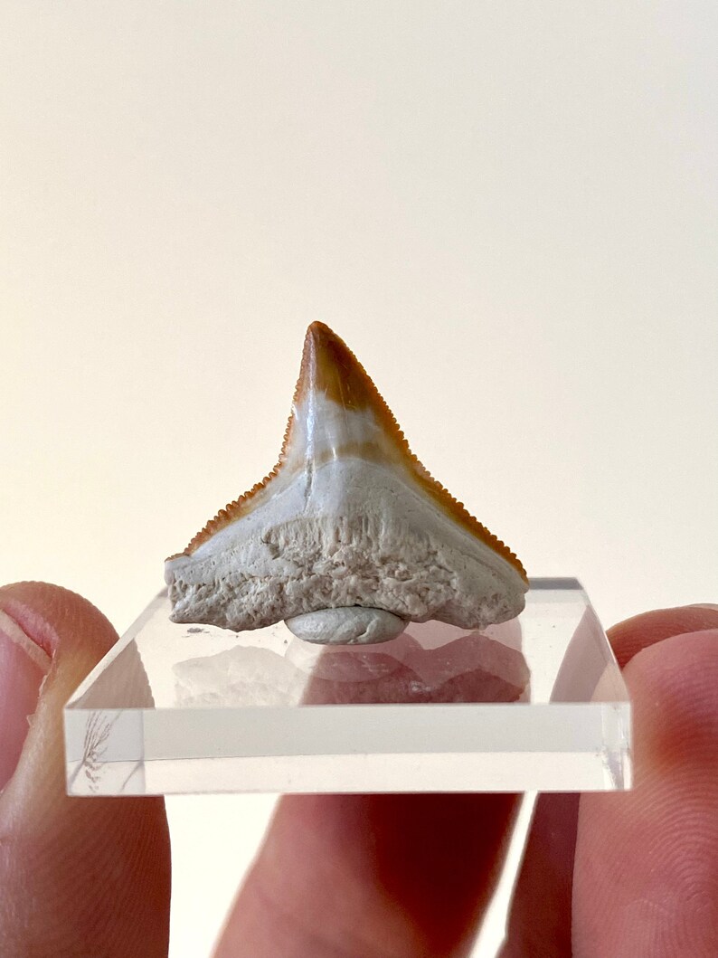 Bone Valley Bull Shark Tooth Fossil - Etsy