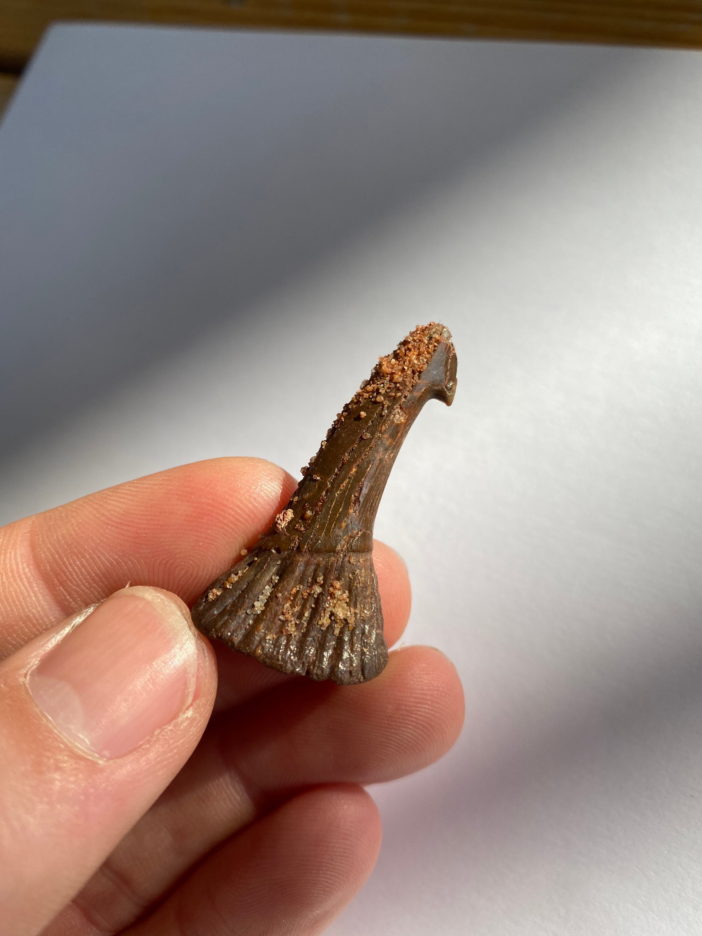 Onchopristus Rostral Spine/tooth, Sawfish Fossil (1.56") – Cretaceous ...