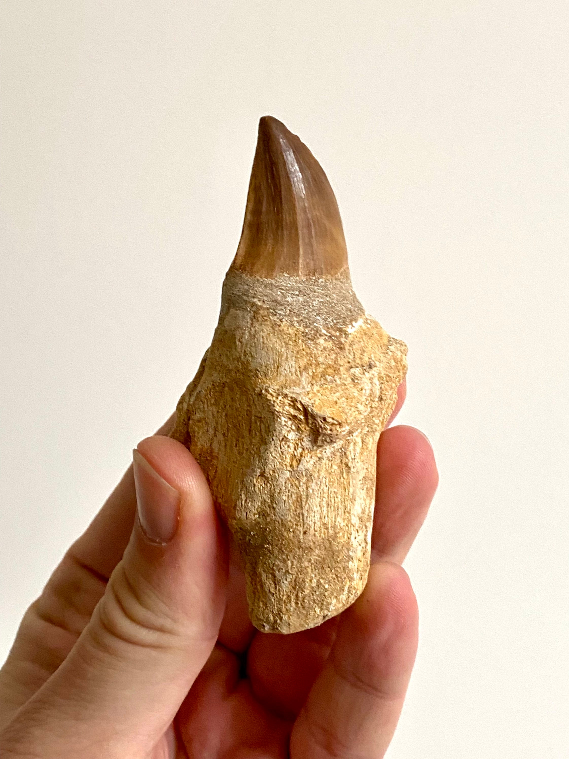 Mosasaurus Fossil Tooth With Custom Steel Stand - Etsy