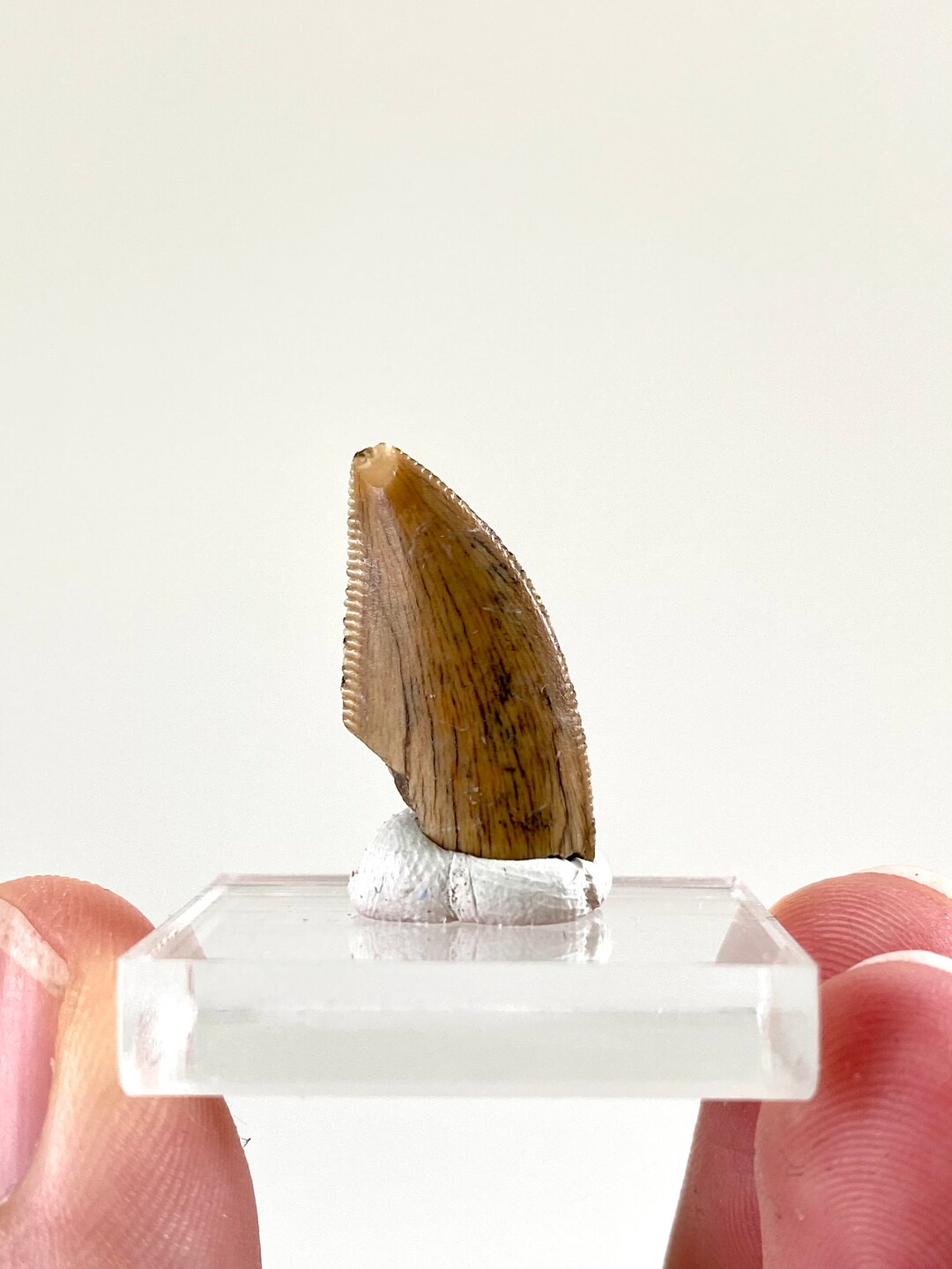 0.91 Majungasaurus Tooth, Rare Theropod Dinosaur Tooth Fossil on ...
