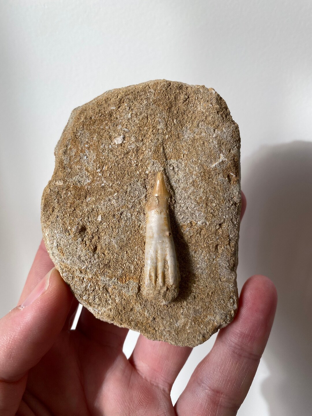 Fossil Sawfish Tooth on Matrix (onchosaurus) - Etsy