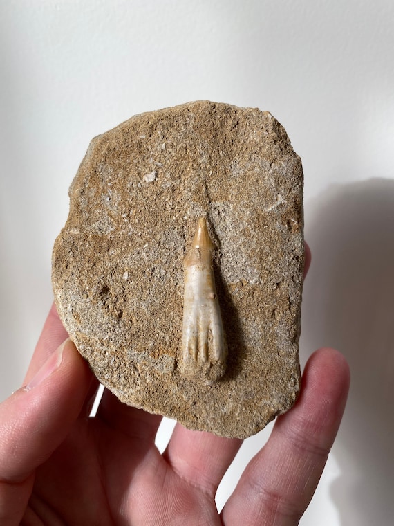 Fossil Sawfish Tooth on Matrix onchopristus Numides | Etsy