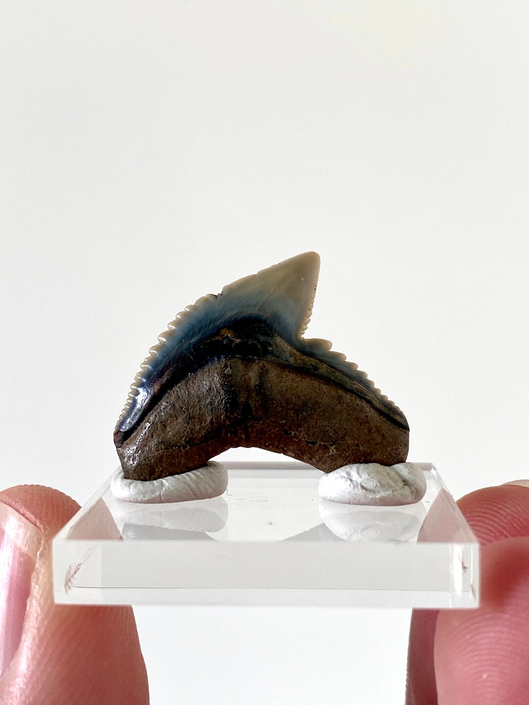 0.97 Galeocerdo Cuvier Shark Tooth Fossil - Etsy