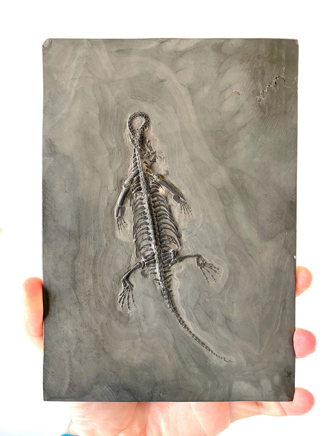 6.10 Keichousaurus Hui Fossil, Triassic Marine Reptile - Etsy