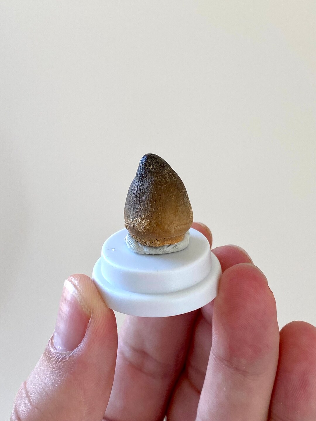 Globidens (mosasaur) Fossil Tooth in Small Acrylic Bell Jar - Etsy