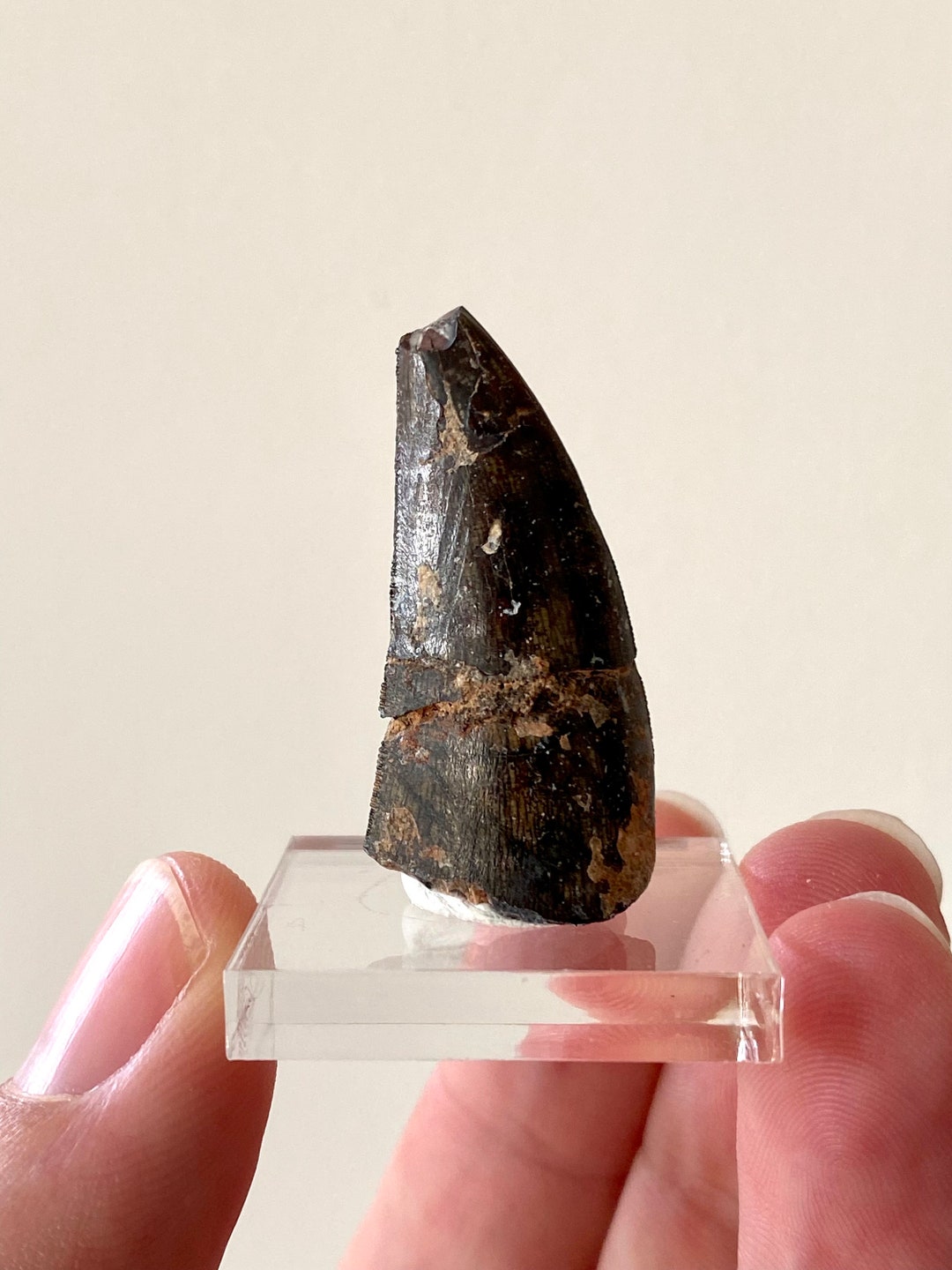 Eocarchia Dinops Fossil Tooth cm From Niger - Etsy