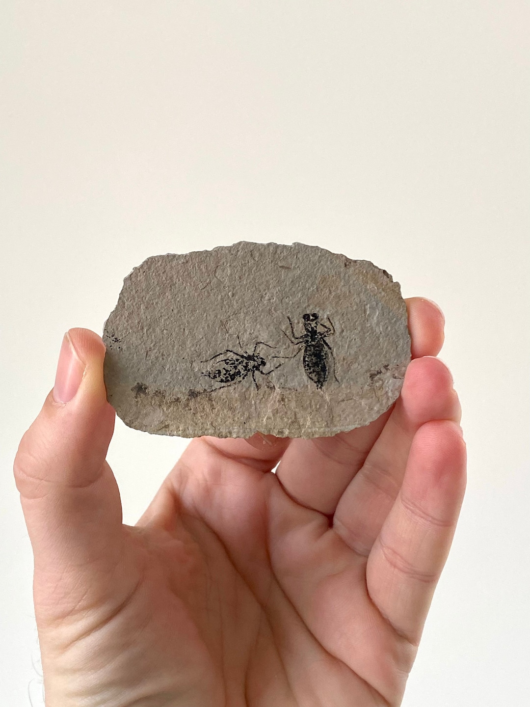 Fossilized Dragonfly Larvae Insect (libellula Doris) - Etsy