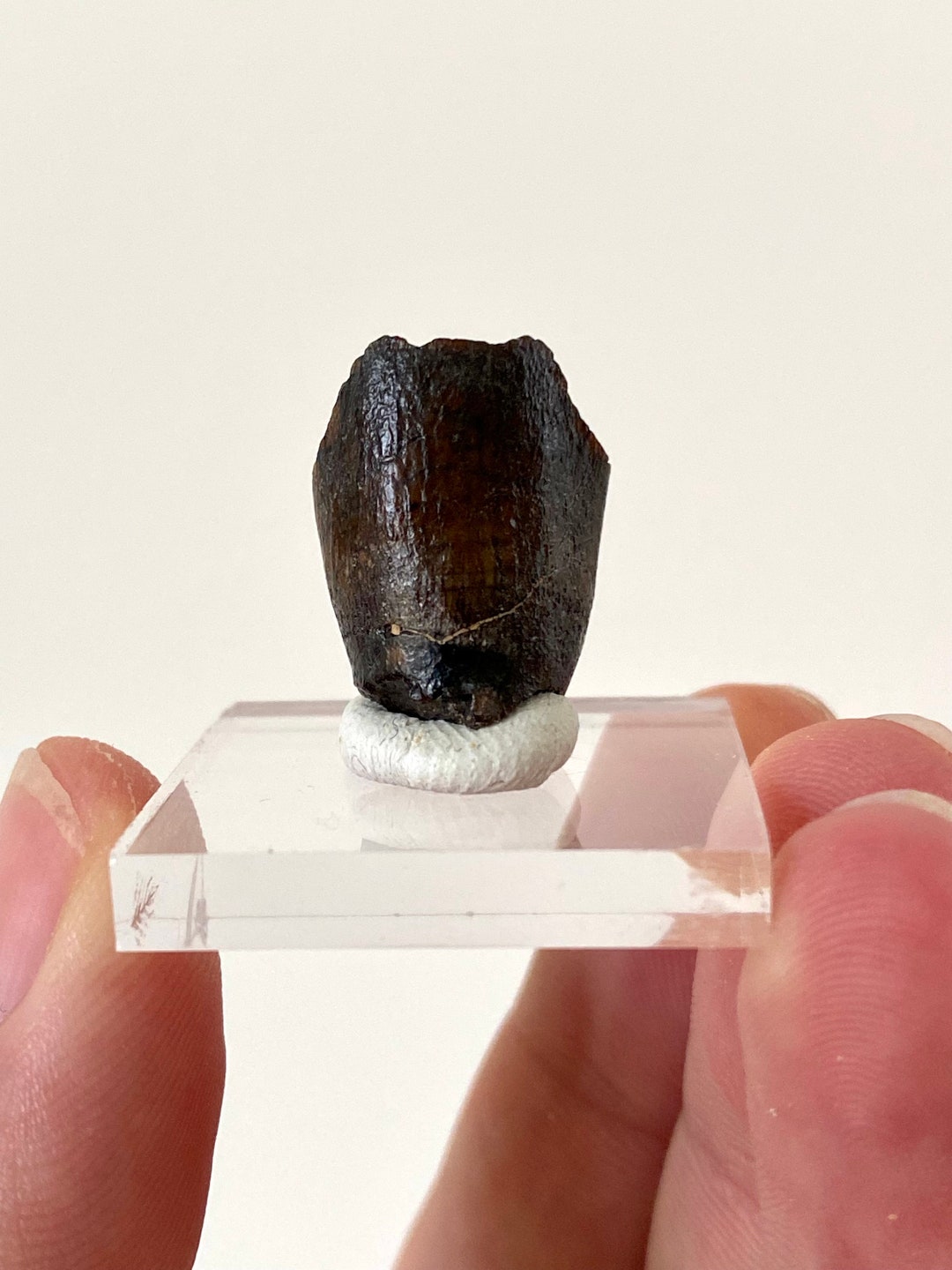 Jobaria Tiguidensis Sauropod Fossil Tooth - Etsy