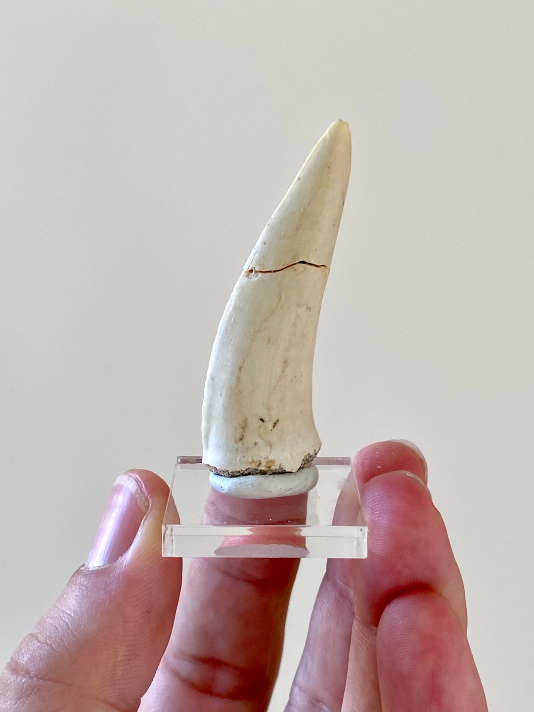 Enchodus Libycus Fossil Fish Tooth (5.4cm) - Etsy