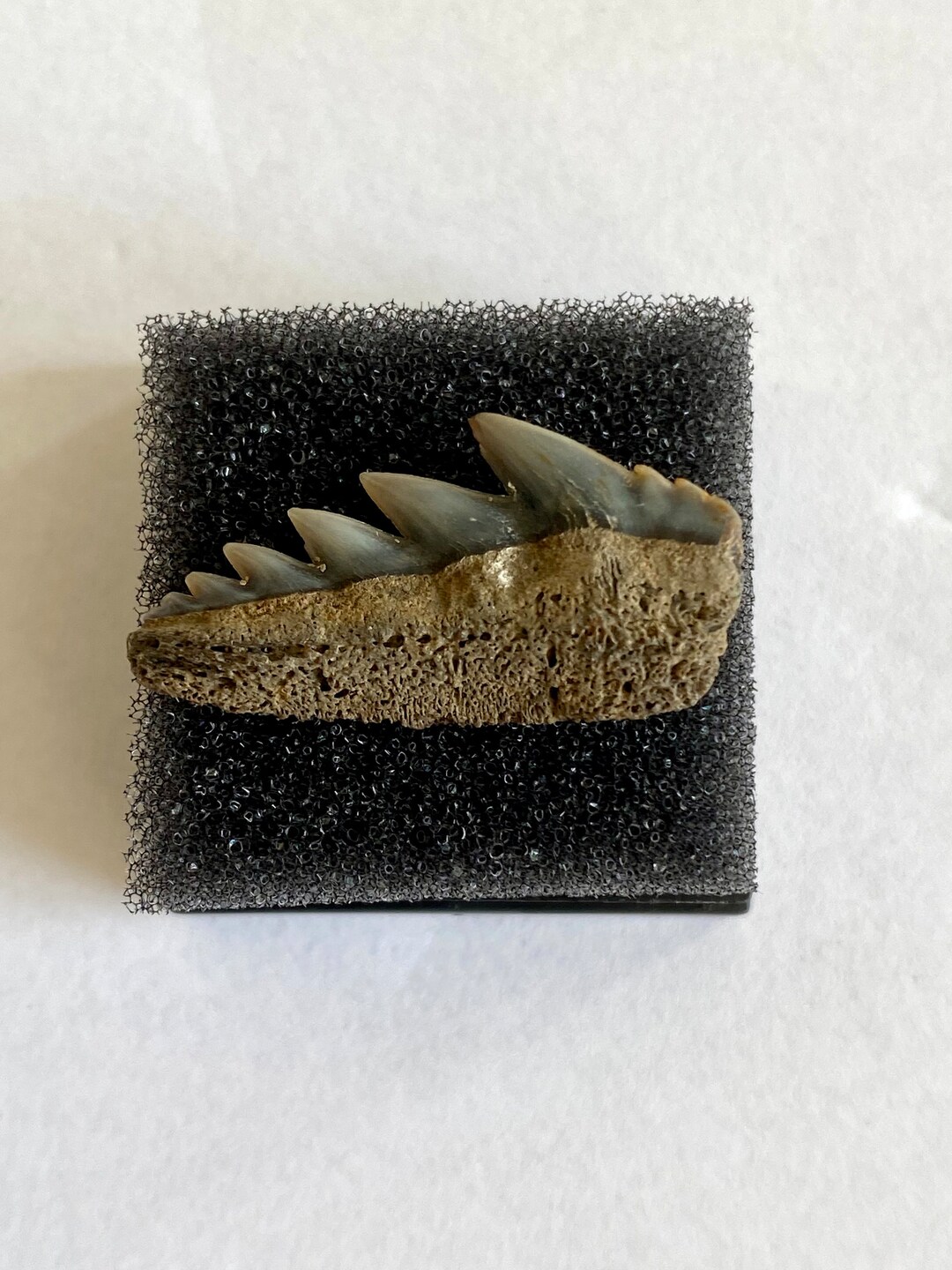 Notorynchus Primigenius Fossil Lateral Teeth (sevengill, Cow Shark ) - Etsy
